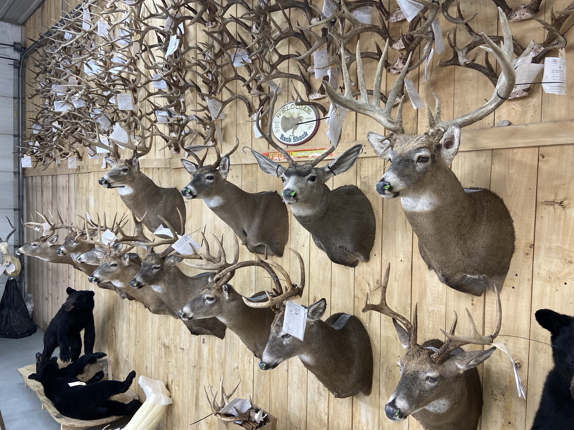 🦌 Lots of deer heads are on the wall drying! 🦌 – S&S Taxidermy and ...