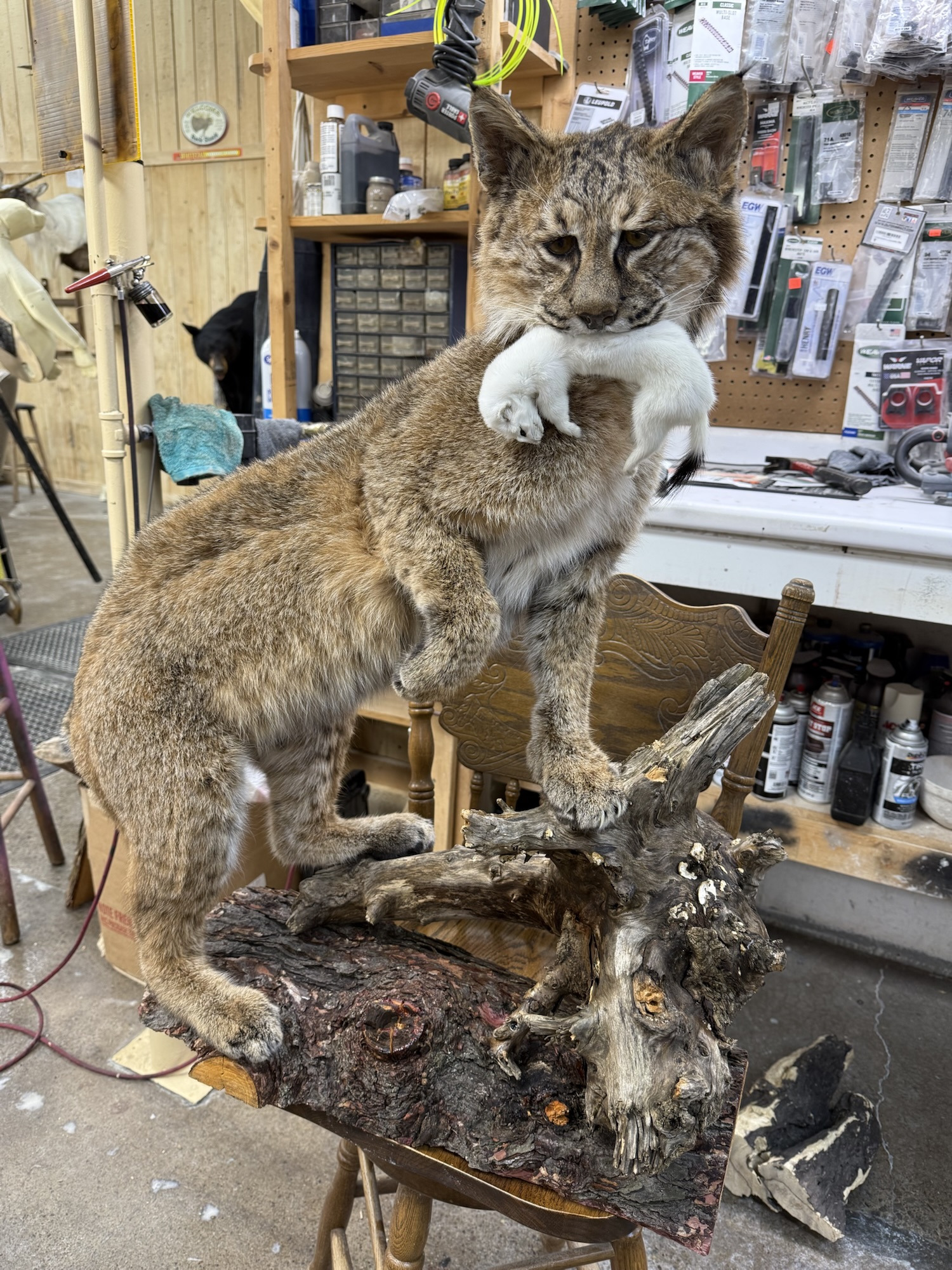 👀 Check out our Taxidermy Work! 👀 – S&S Taxidermy and Archery Pro Shop LLC.